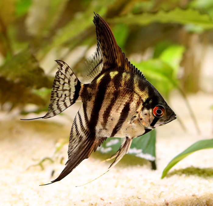 Fishtian | Angel fish