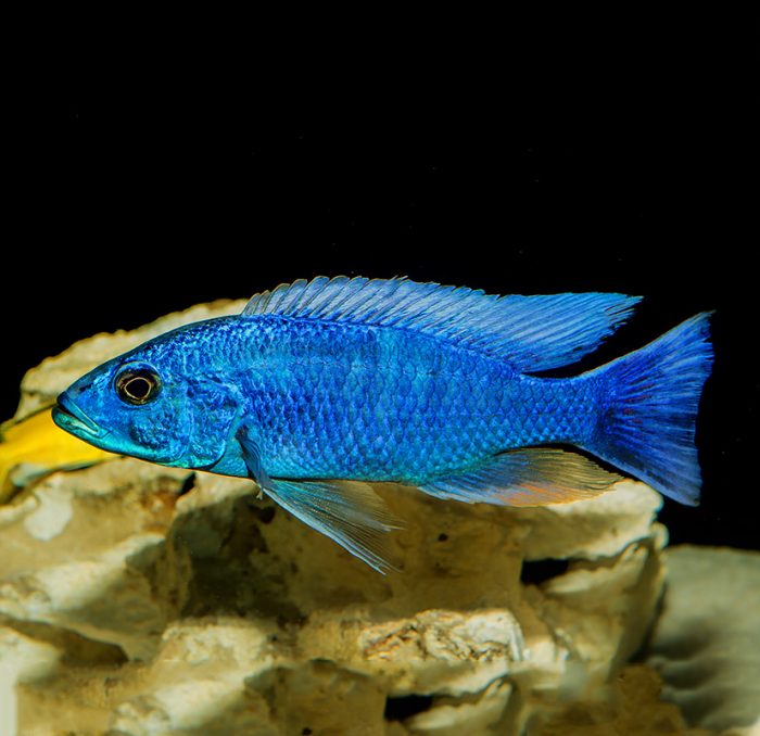 Fishtian | Cichlid