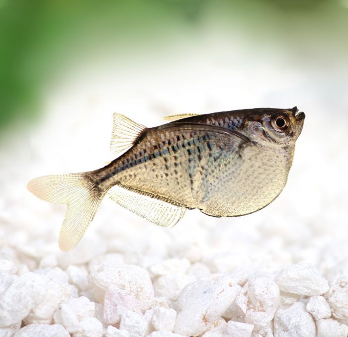 Fishtian | Hatchet Fish