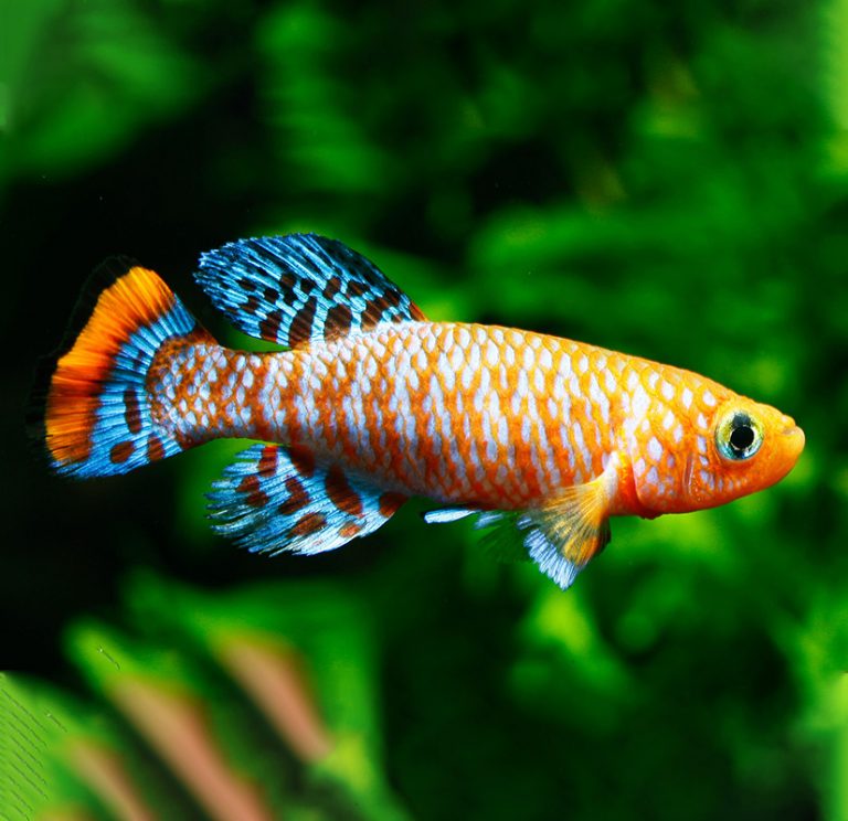 Fishtian | Killie Fish